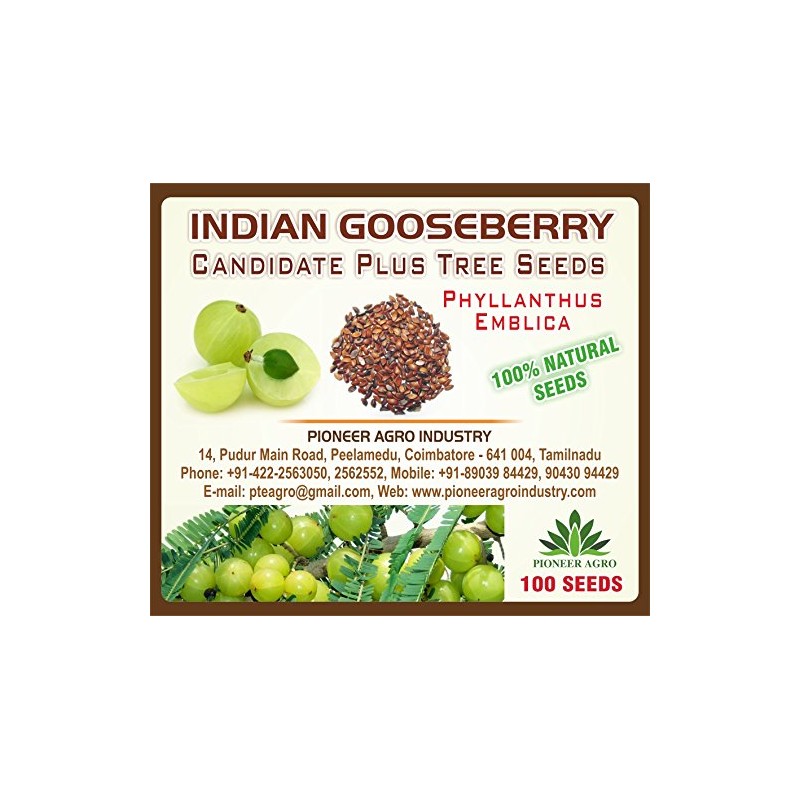 Pioneer Agro Industry Indian Gooseberry Amla, Usiri, Nelli Tree Seed ...